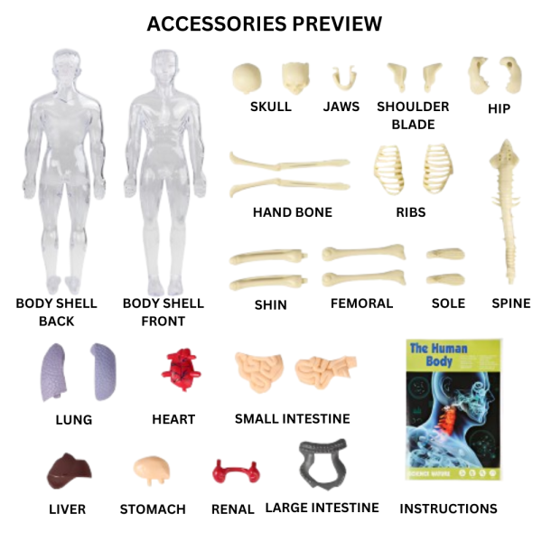 B-Arm Transparent Human Body Model for Kids | DIY Stem Educational ...